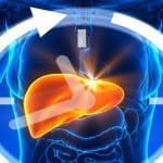 Circadian Clock in the Liver Found to Regulate Hunger and Metabolism ...
