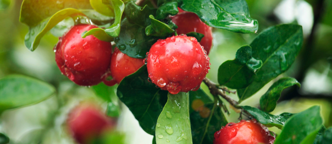 Superfoods: How Acerola Promotes Your Health - Chronoceuticals.com
